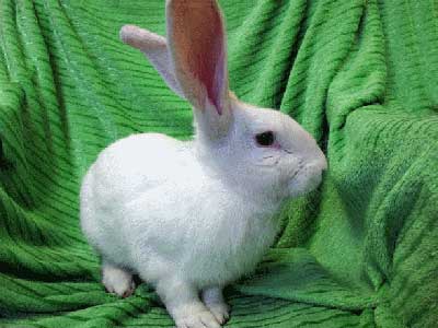 Ruby Eyed Rabbits