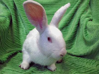 Ruby Eyed Rabbits