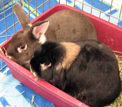 Foster Rabbits