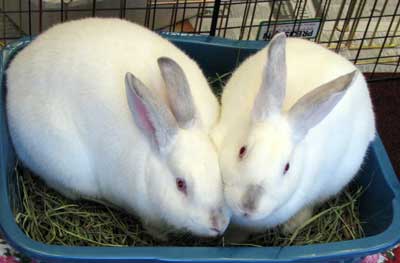 Ruby Eyed Rabbits