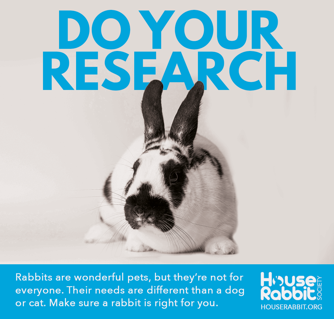 The Sacramento House Rabbit Society: Adoption, Behaviour, Care, and ...